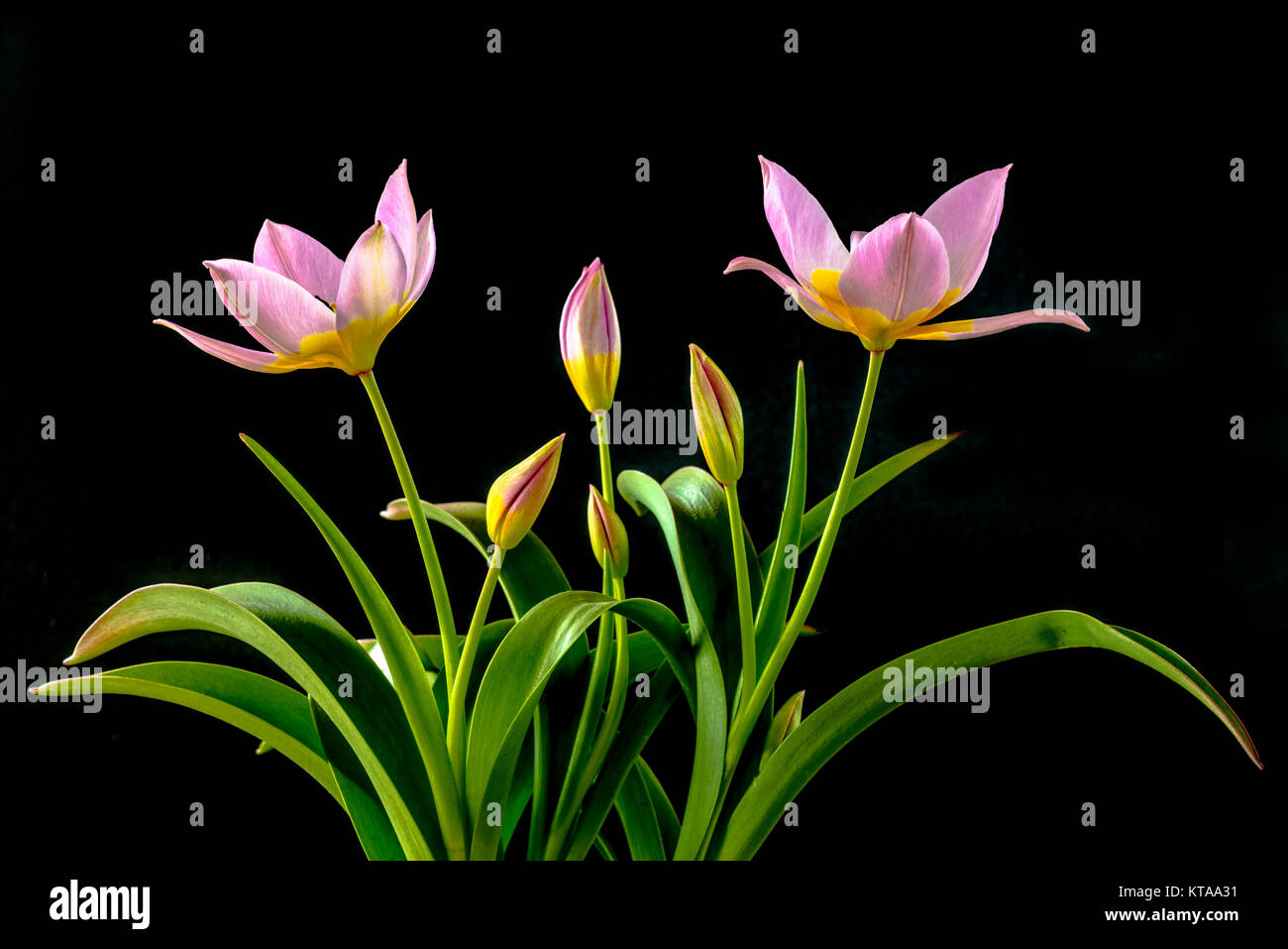 Tulips (Tulipa) form a genus of spring-blooming perennial herbaceous ...