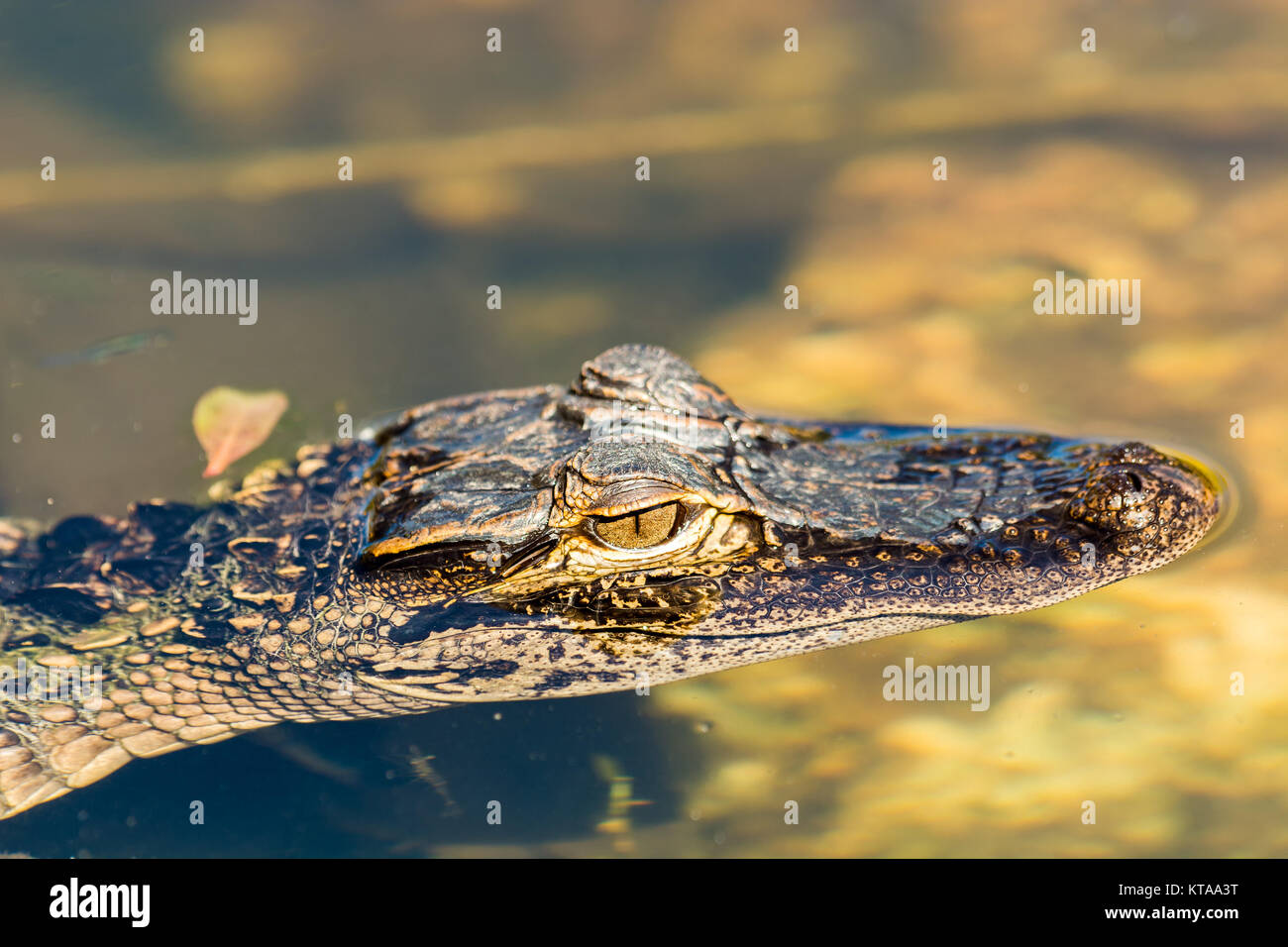 The American alligator (Alligator mississippiensis) is endemic to the ...