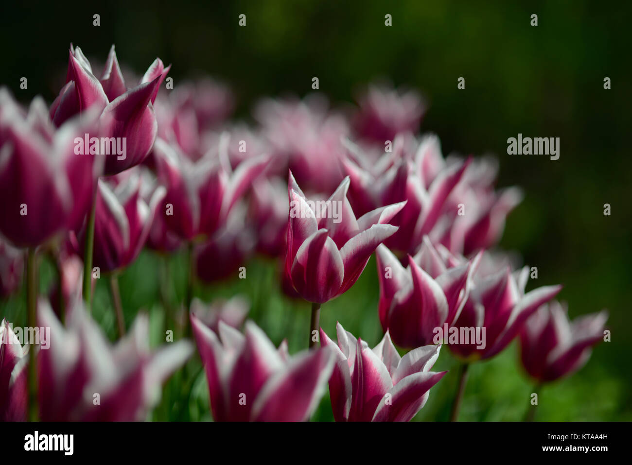 Tulips (Tulipa) form a genus of spring-blooming perennial herbaceous ...