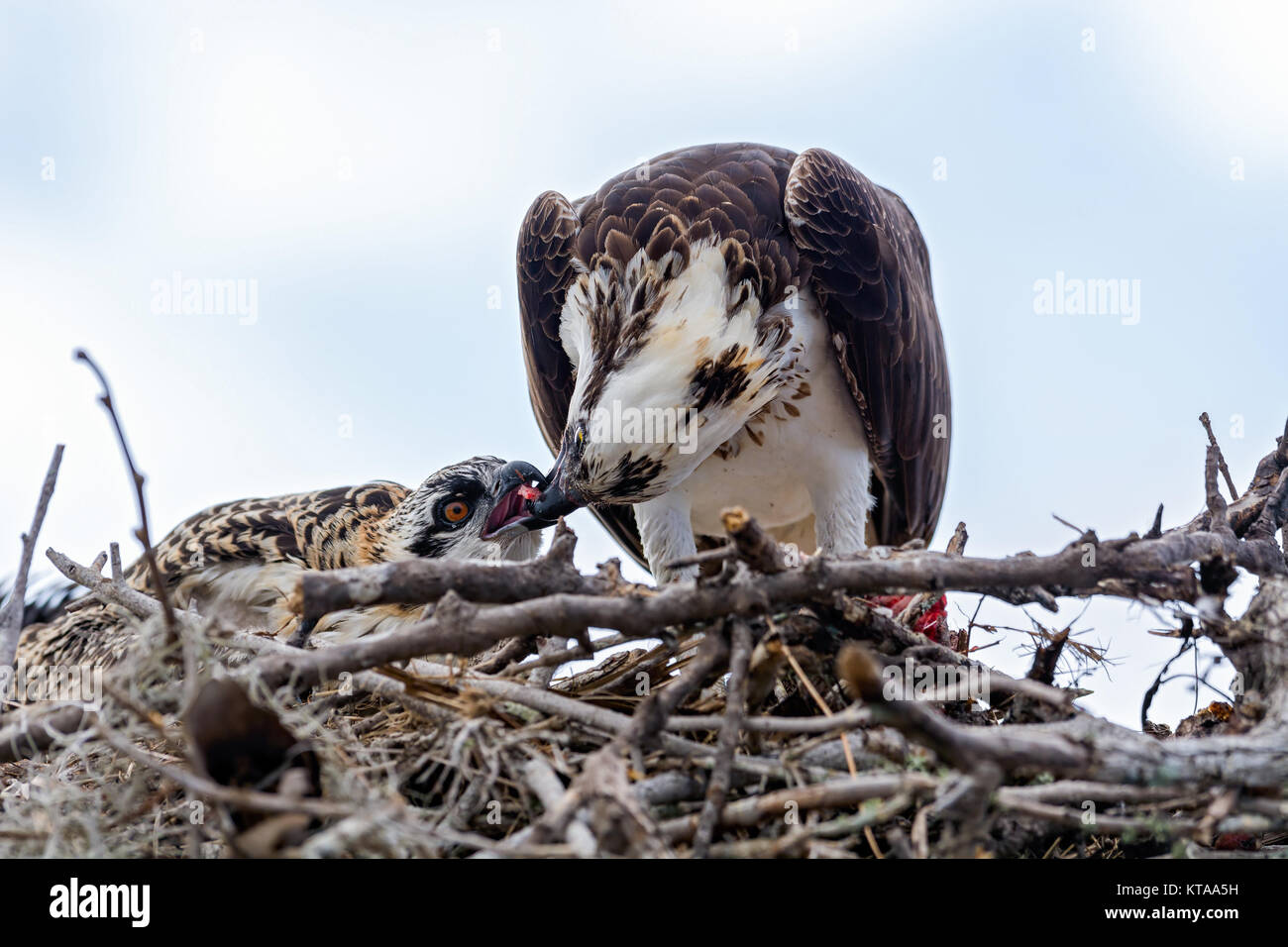 Close up sea hawk hi-res stock photography and images - Alamy