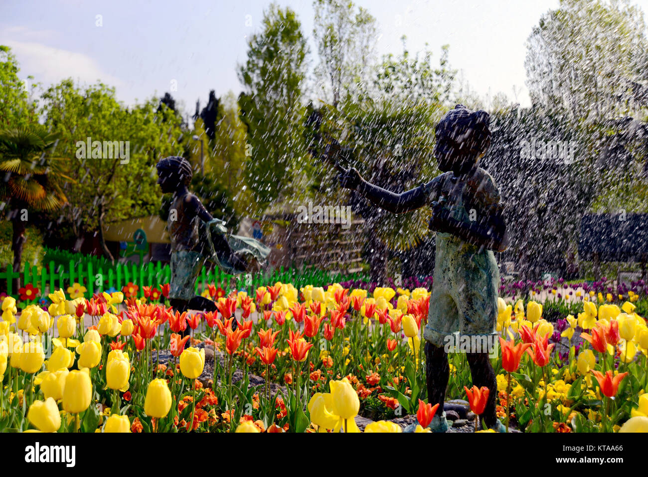 Tulips (Tulipa) form a genus of spring-blooming perennial herbaceous ...