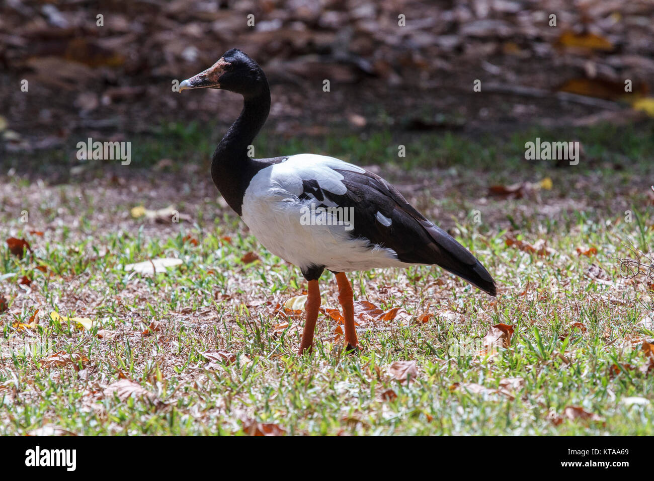 Magpie Geese - Anderson Park Botanic Gardens, Townsville Stock Photo ...