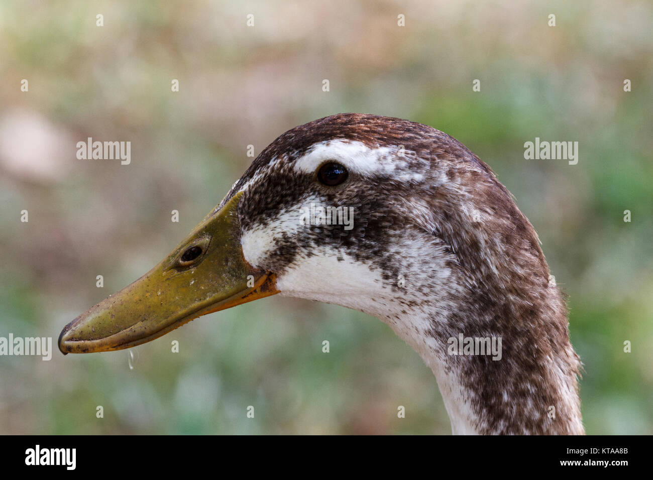 Ducks - Anderson Park Botanic Gardens, Townsville Stock Photo - Alamy