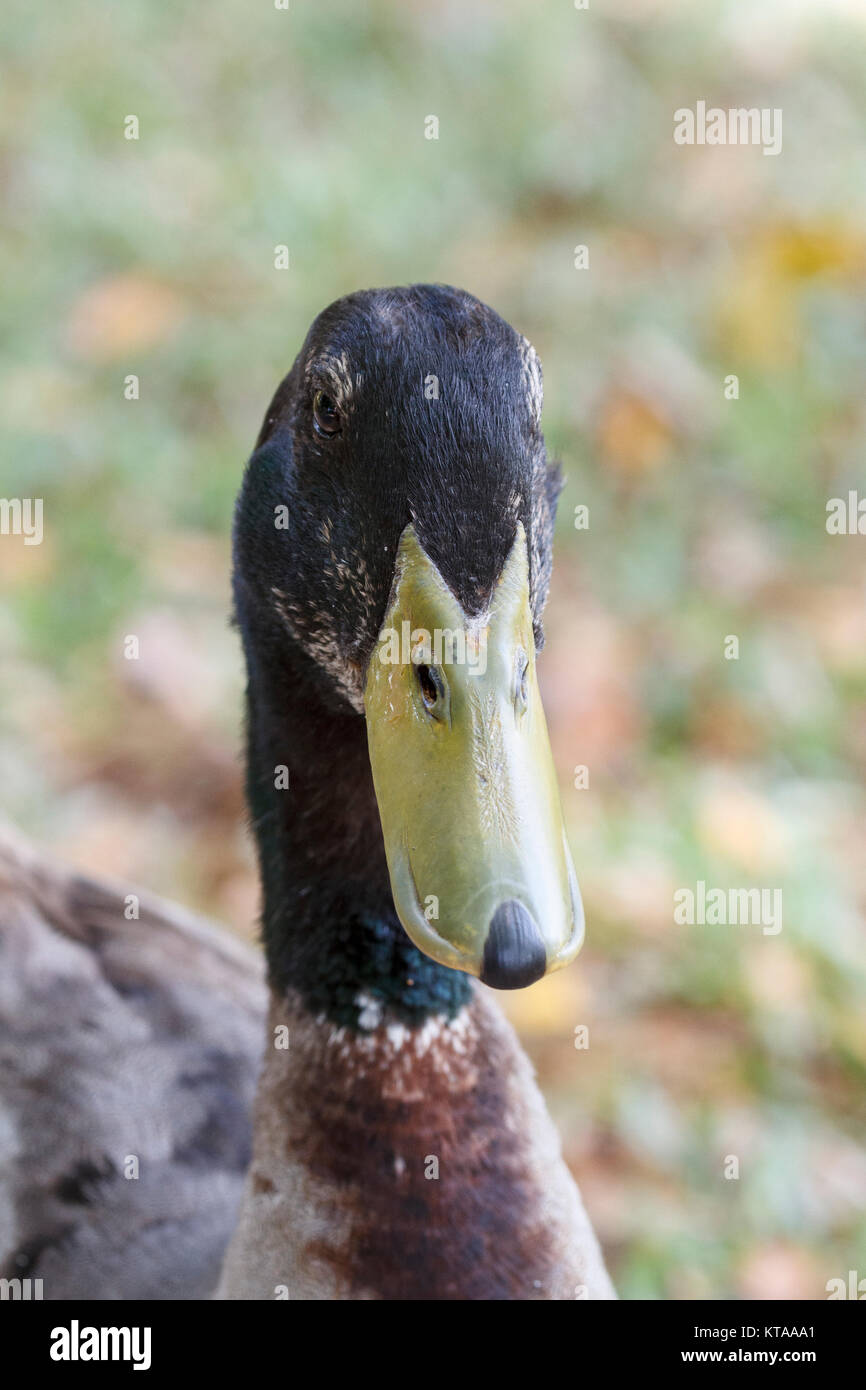 Ducks - Anderson Park Botanic Gardens, Townsville Stock Photo - Alamy