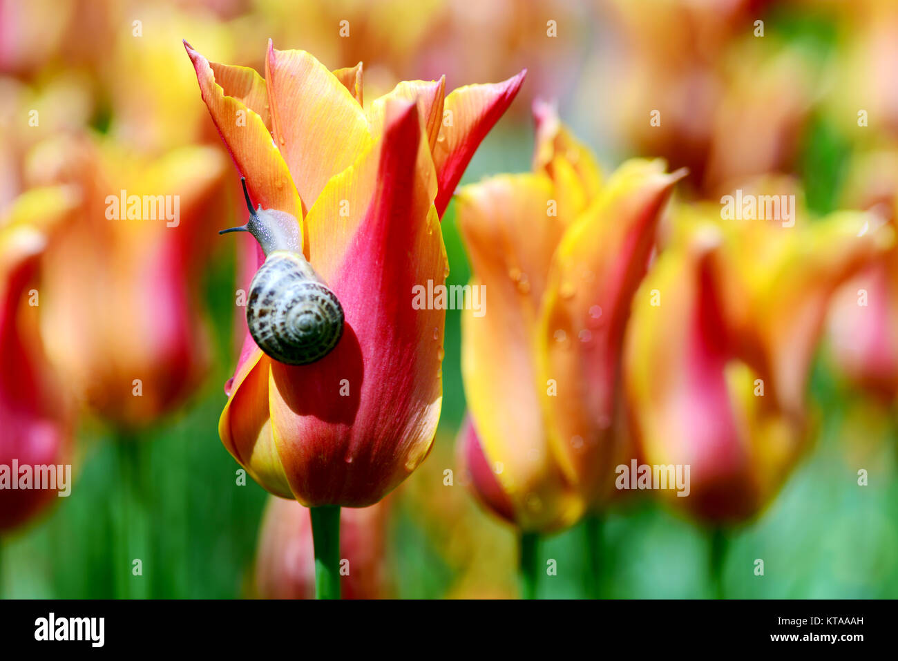 Tulips (Tulipa) form a genus of spring-blooming perennial herbaceous ...