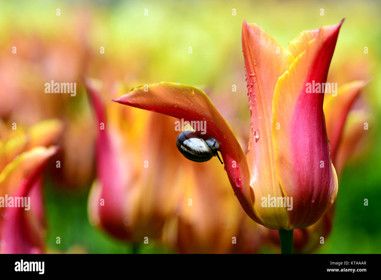 Tulips (Tulipa) form a genus of spring-blooming perennial herbaceous ...