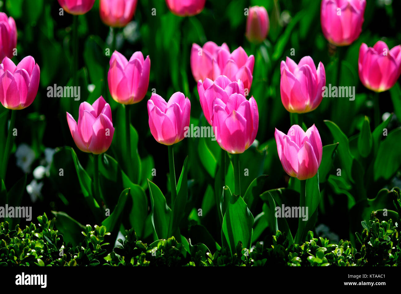 Tulips (Tulipa) form a genus of spring-blooming perennial herbaceous ...