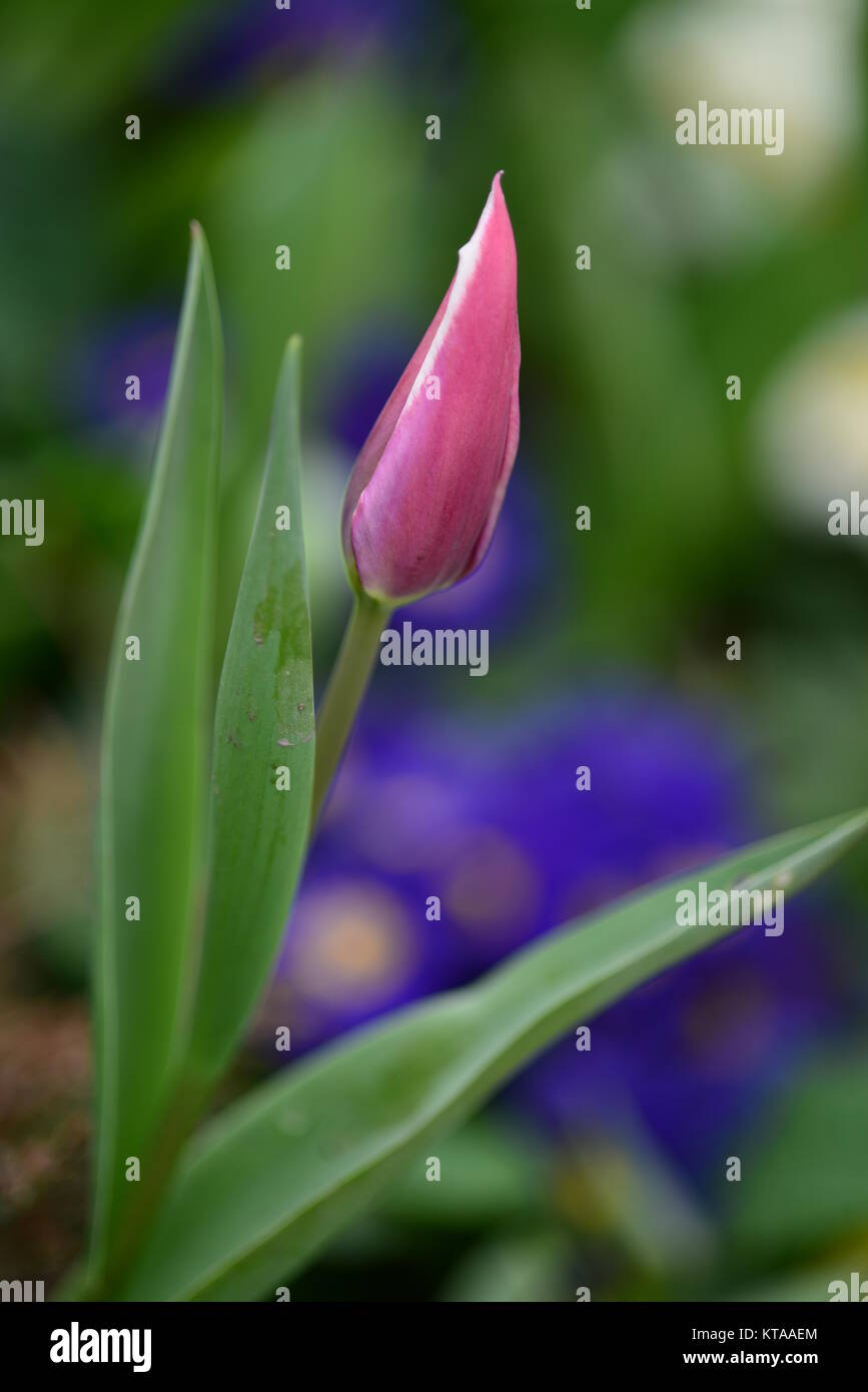 Tulips (Tulipa) form a genus of spring-blooming perennial herbaceous ...