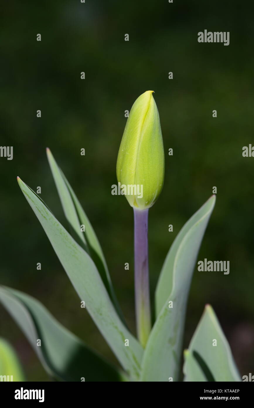 Tulips (Tulipa) form a genus of spring-blooming perennial herbaceous ...
