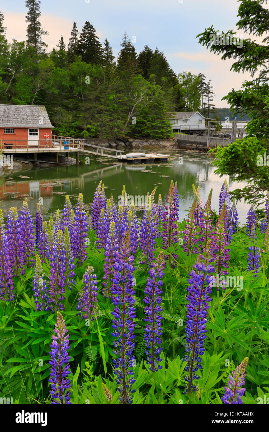 Harbor, Port Clyde, Maine, USA Stock Photo - Alamy