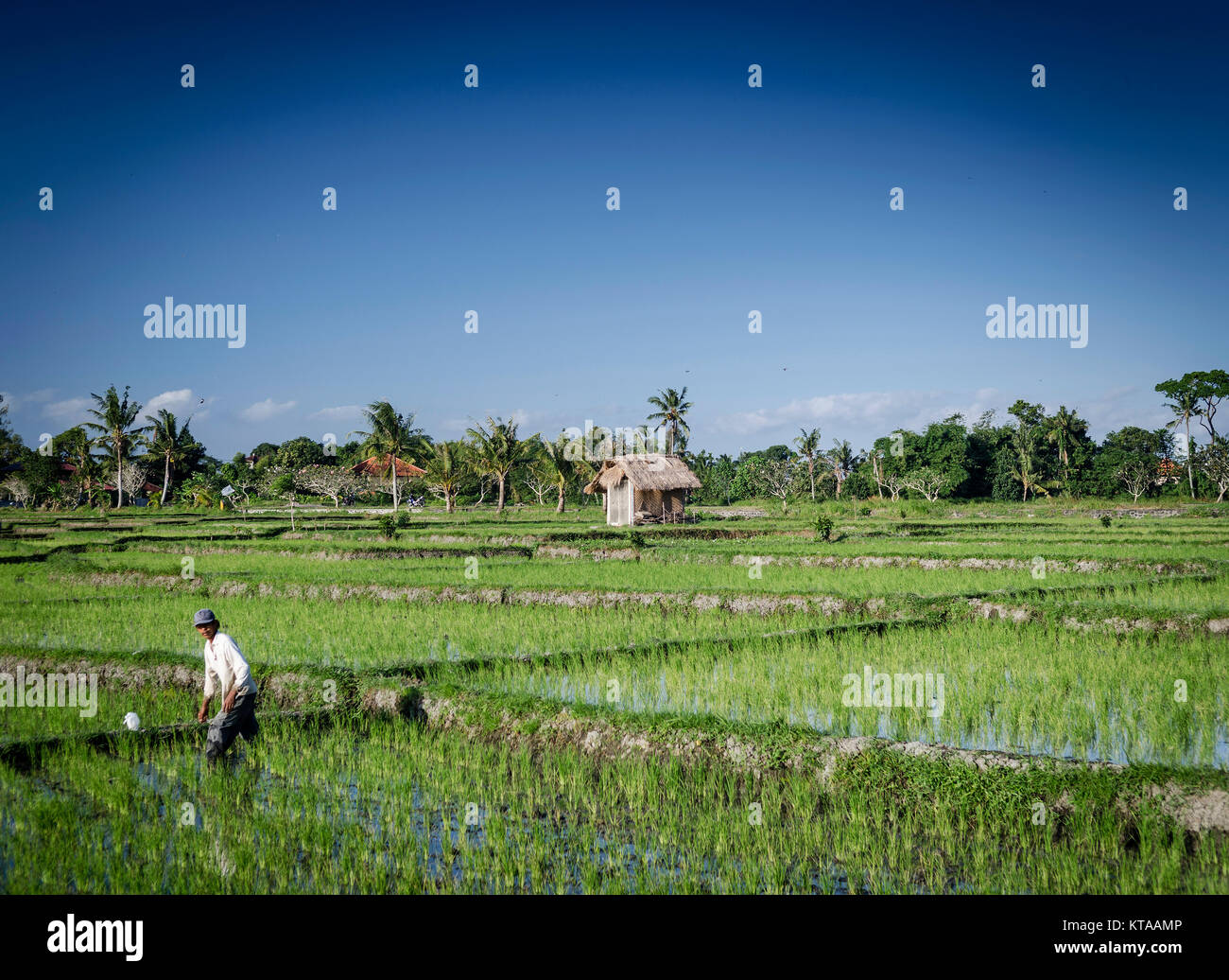 Paddie field hi-res stock photography and images - Alamy