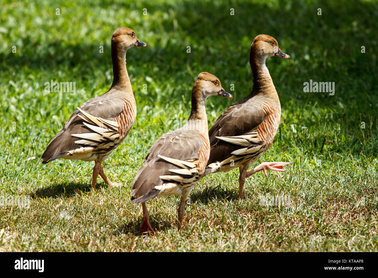 Ducks - Anderson Park Botanic Gardens, Townsville Stock Photo - Alamy