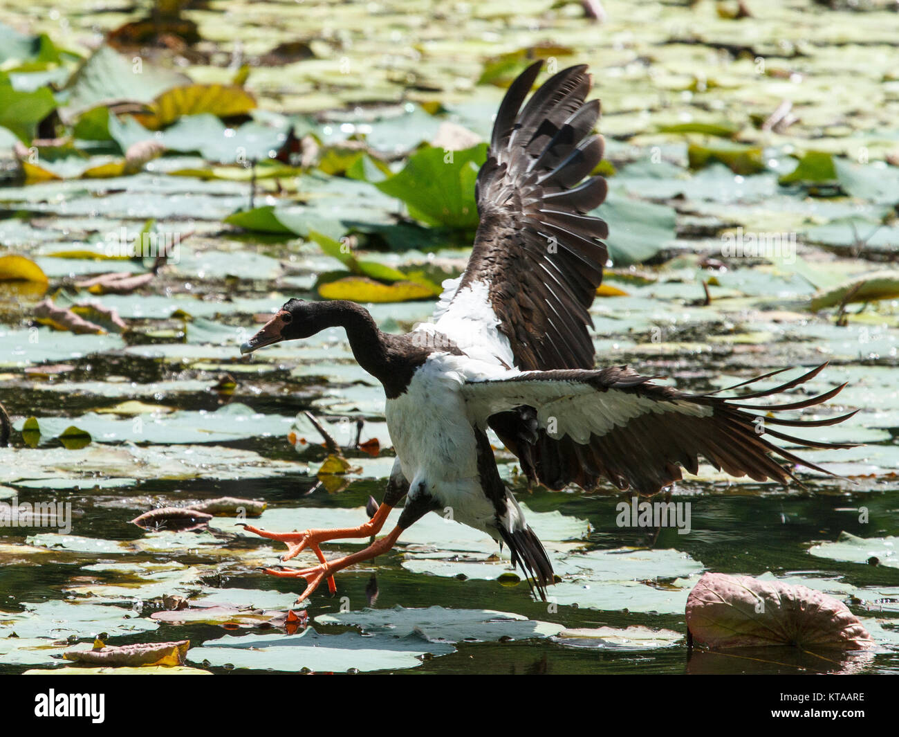 Magpie Geese - Anderson Park Botanic Gardens, Townsville Stock Photo ...