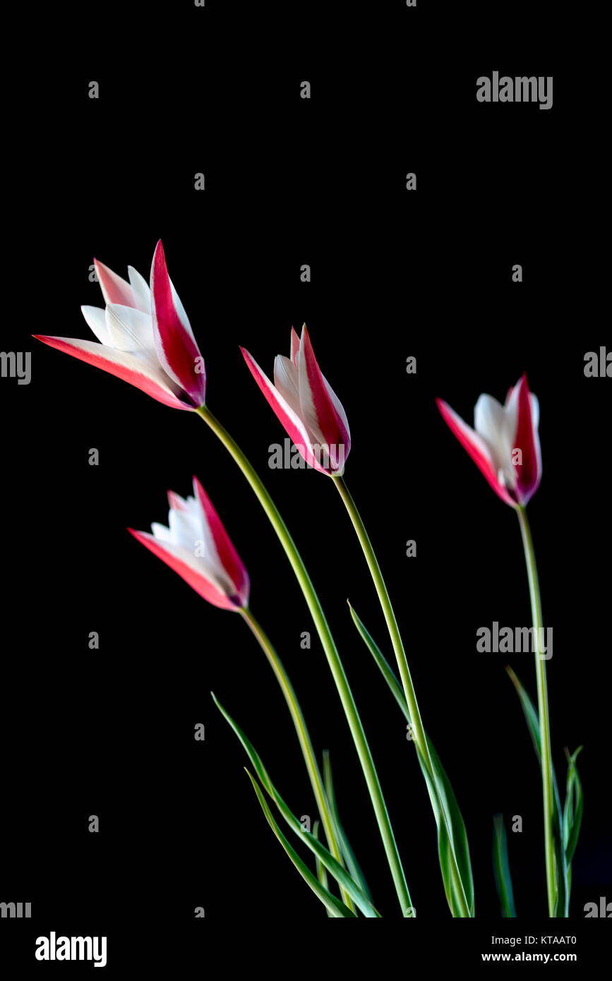 Tulips (Tulipa) form a genus of spring-blooming perennial herbaceous ...
