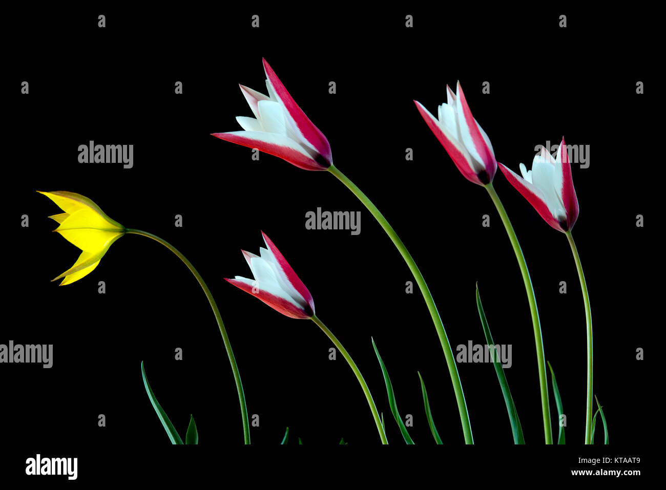 Tulips (Tulipa) form a genus of spring-blooming perennial herbaceous ...