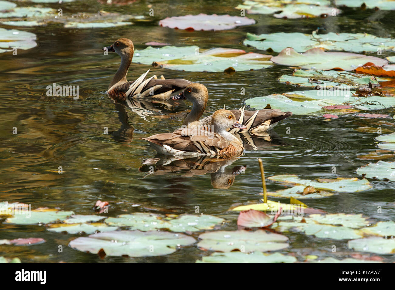 Ducks - Anderson Park Botanic Gardens, Townsville Stock Photo - Alamy