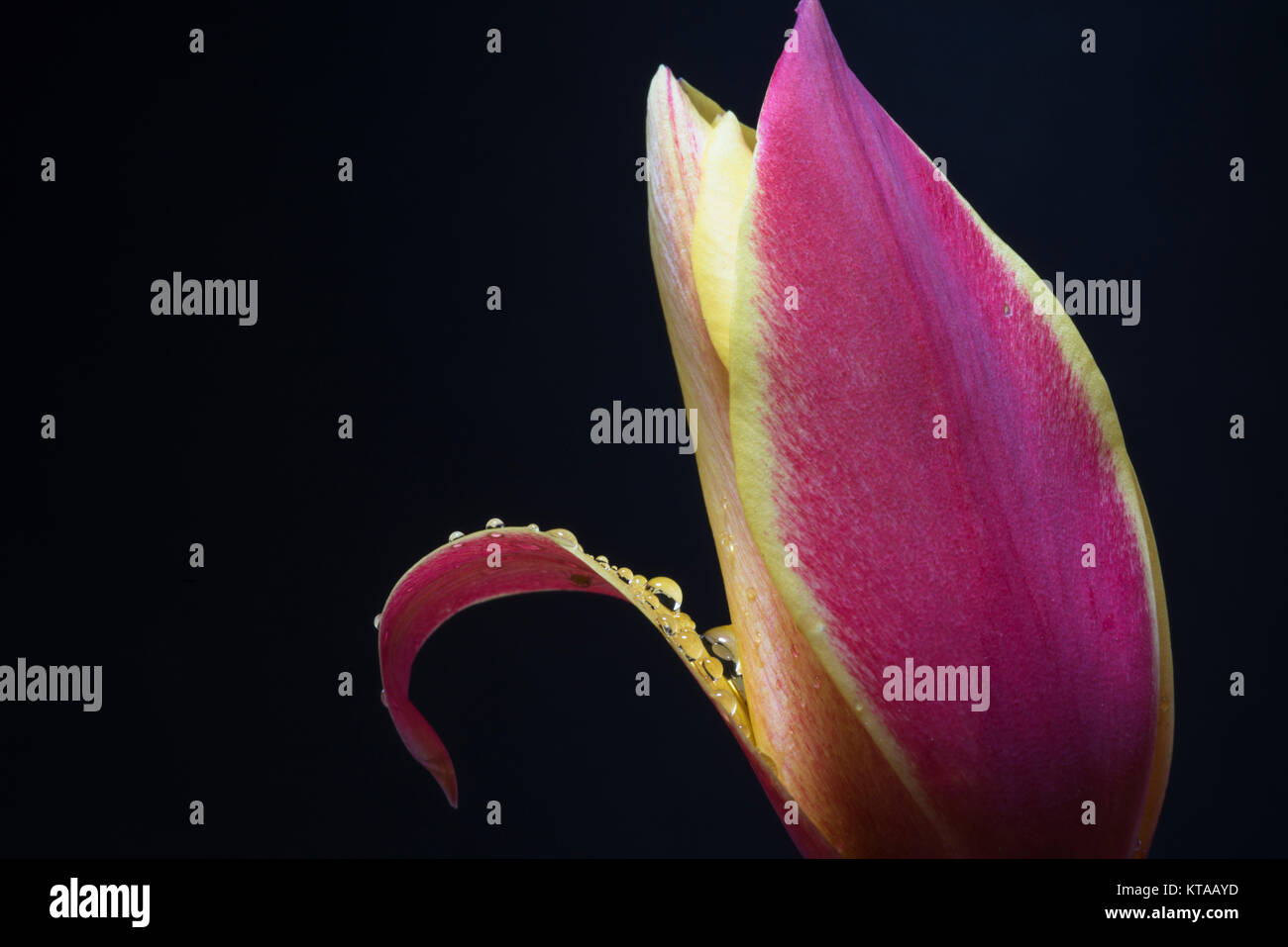 Tulips (Tulipa) form a genus of spring-blooming perennial herbaceous ...