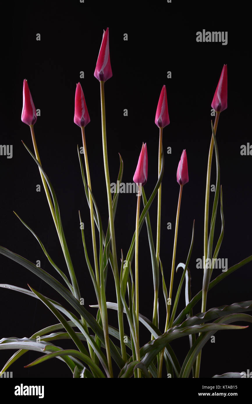 Tulips (Tulipa) form a genus of spring-blooming perennial herbaceous ...