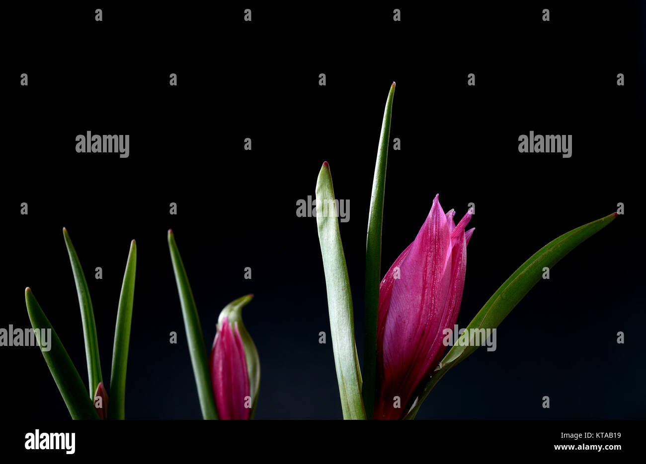 Tulips (Tulipa) form a genus of spring-blooming perennial herbaceous ...