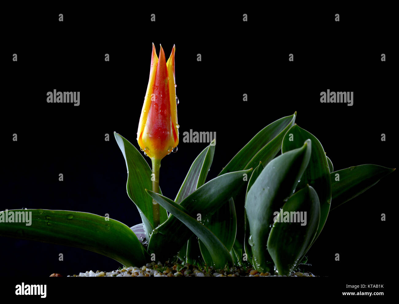 Tulips (Tulipa) form a genus of spring-blooming perennial herbaceous ...