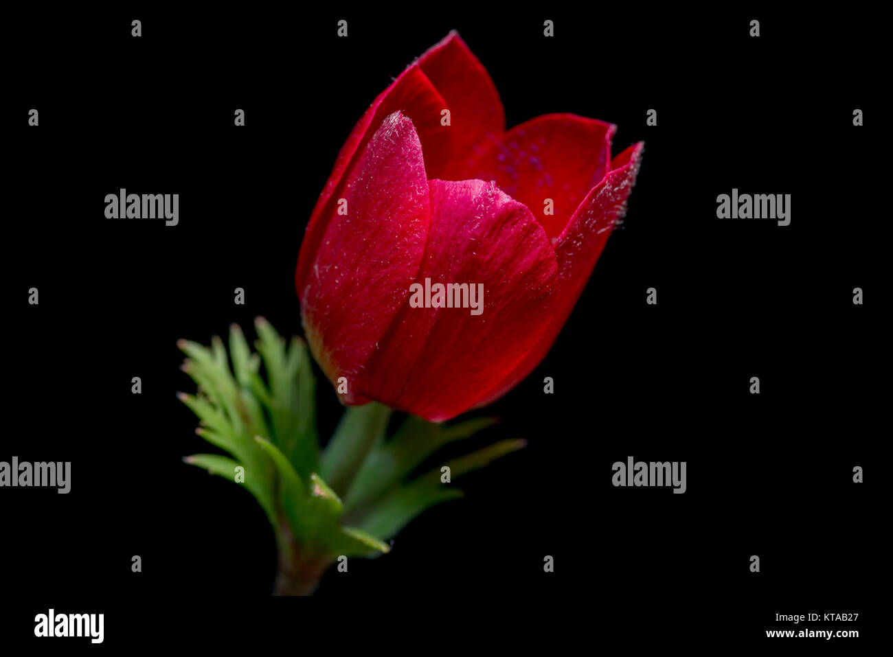 Tulips (Tulipa) form a genus of spring-blooming perennial herbaceous ...