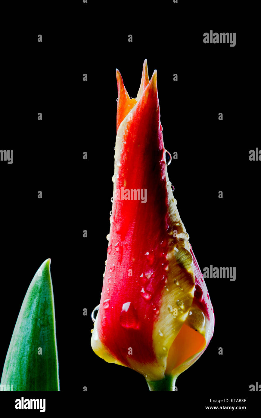 Tulips (Tulipa) form a genus of spring-blooming perennial herbaceous ...