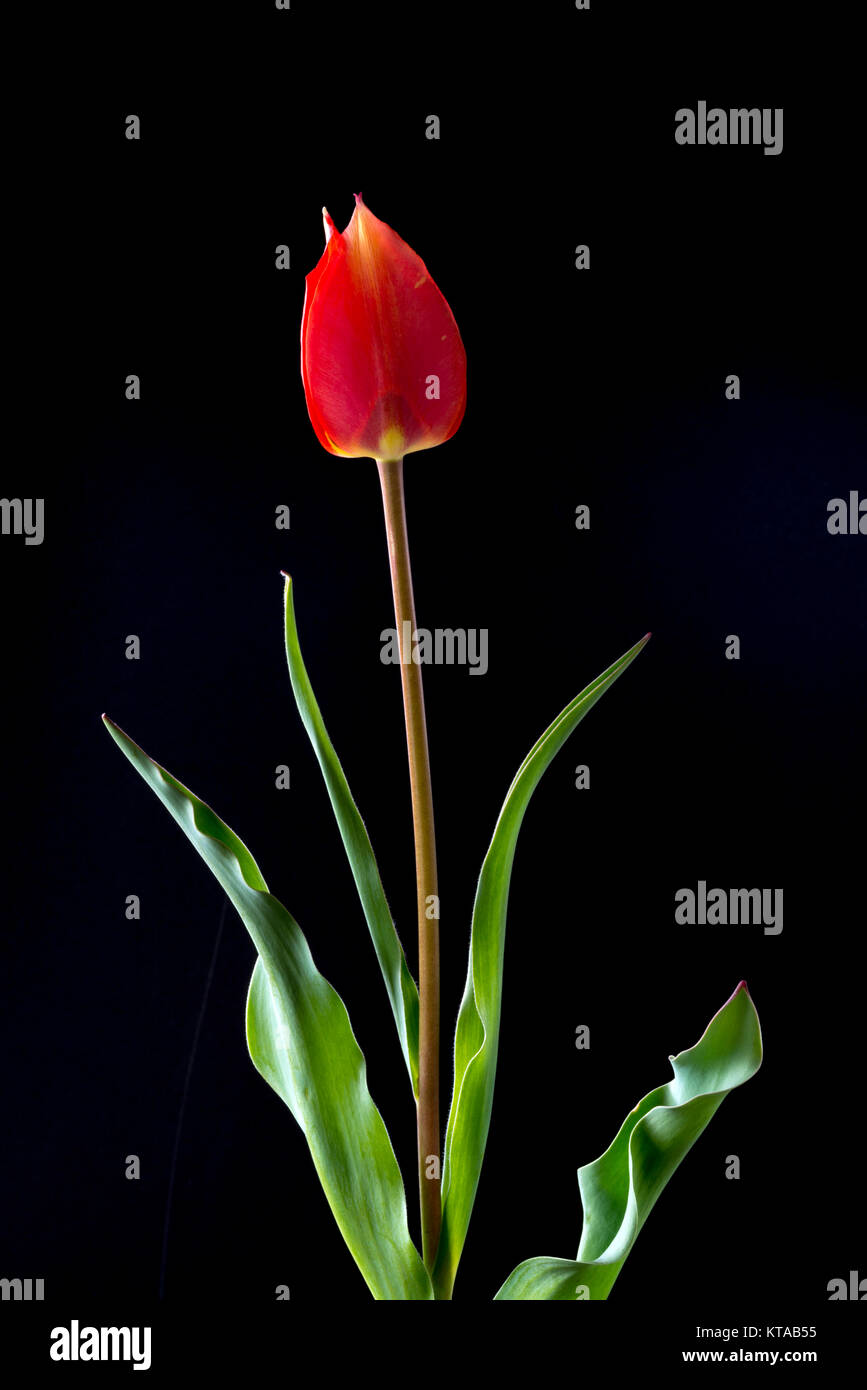 Tulips (Tulipa) form a genus of spring-blooming perennial herbaceous ...