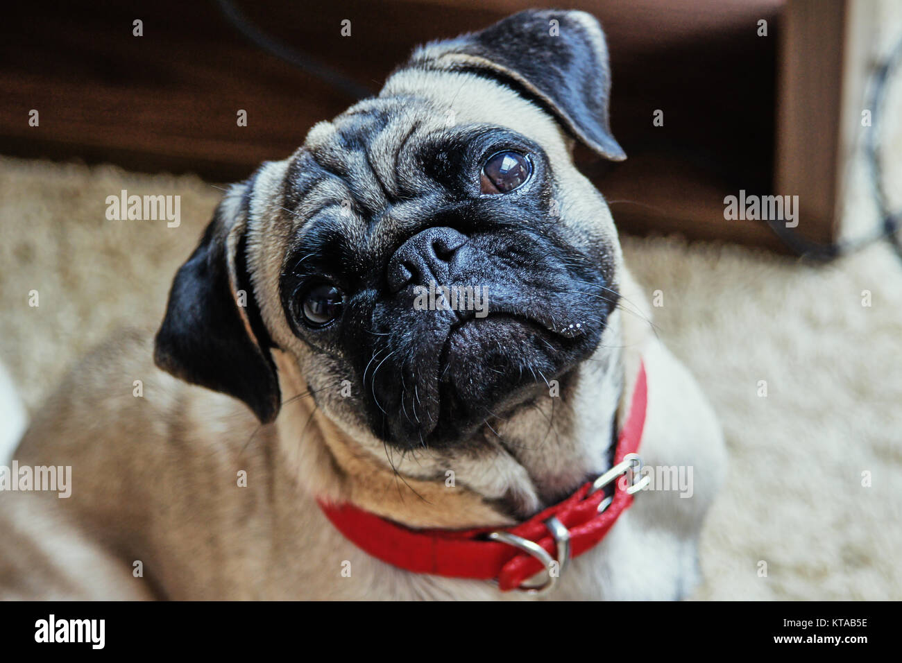 Portrait of a young pug breed dog Stock Photo - Alamy