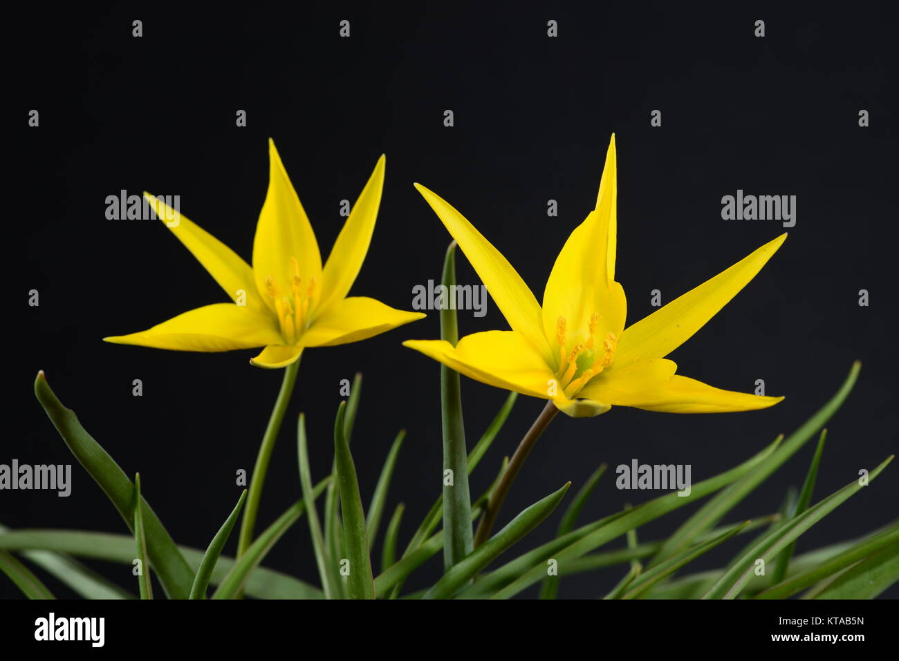 Tulips (Tulipa) form a genus of spring-blooming perennial herbaceous ...