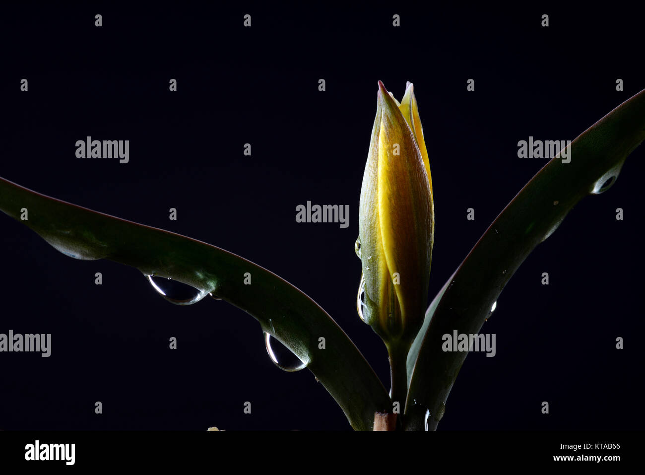Tulips (Tulipa) form a genus of spring-blooming perennial herbaceous ...