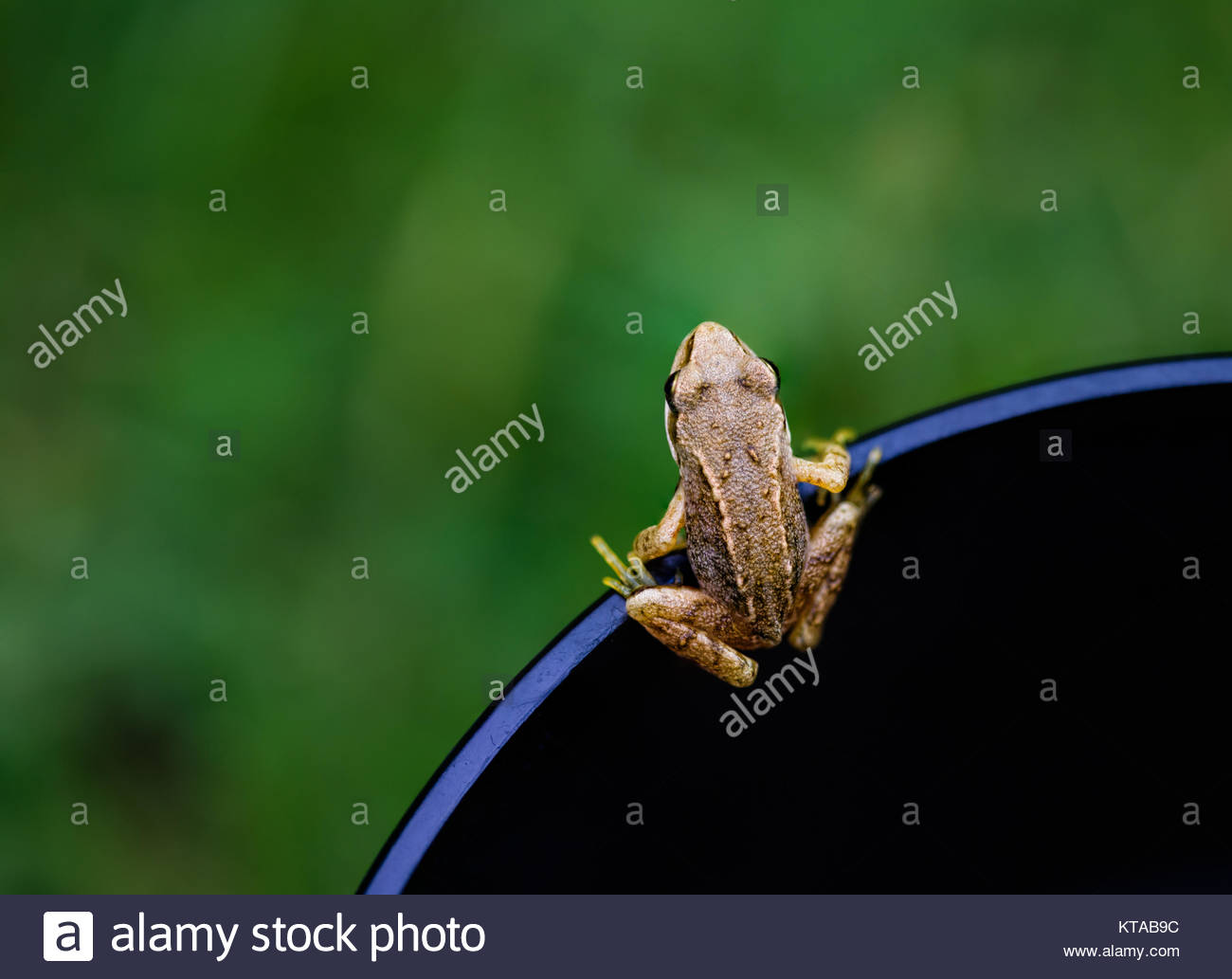 Young Frog Stock Photos & Young Frog Stock Images - Alamy