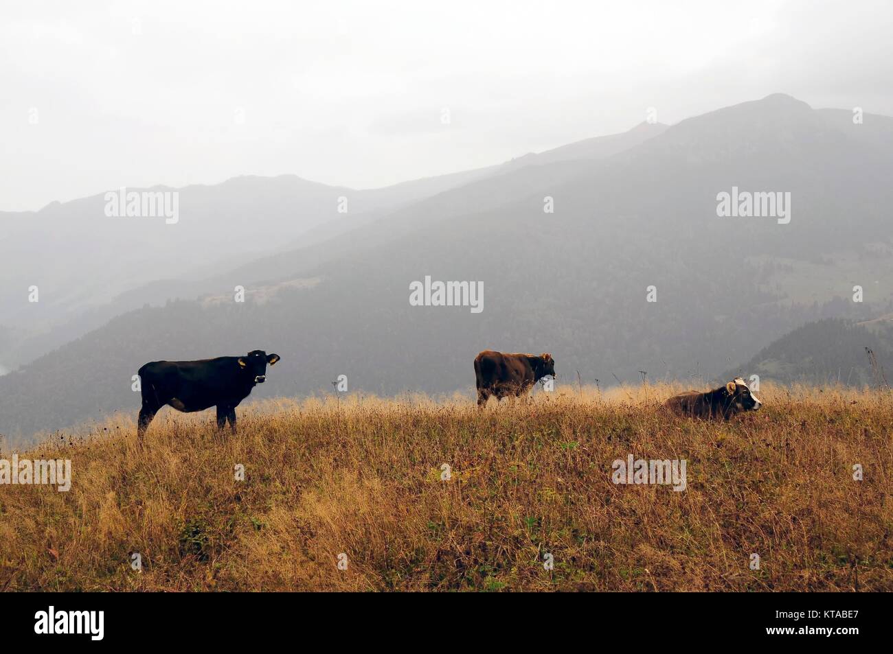 The area is most famous for its natural beauty. Located in a valley ...