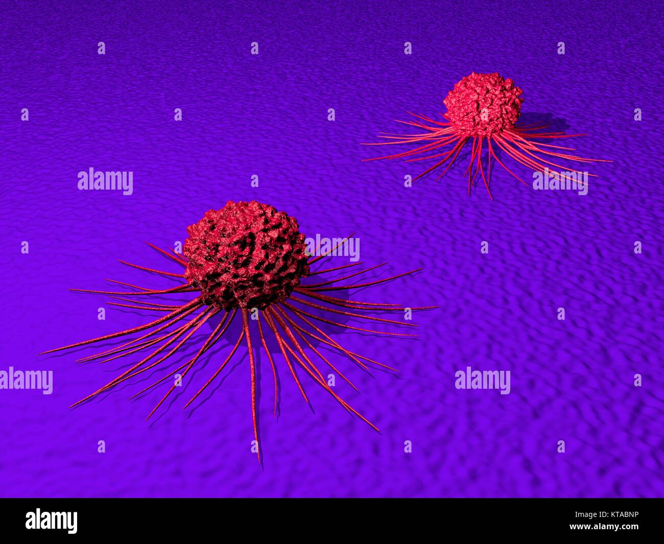 Cancer cells. Computer illustration of a cancer cell. Most cells of the ...