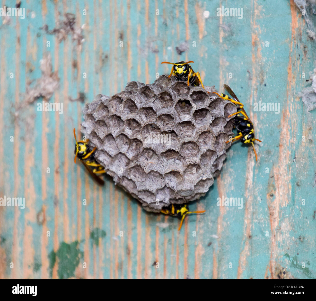 Nest of wasps in the old electrical switchboard. Wasp polist Stock ...