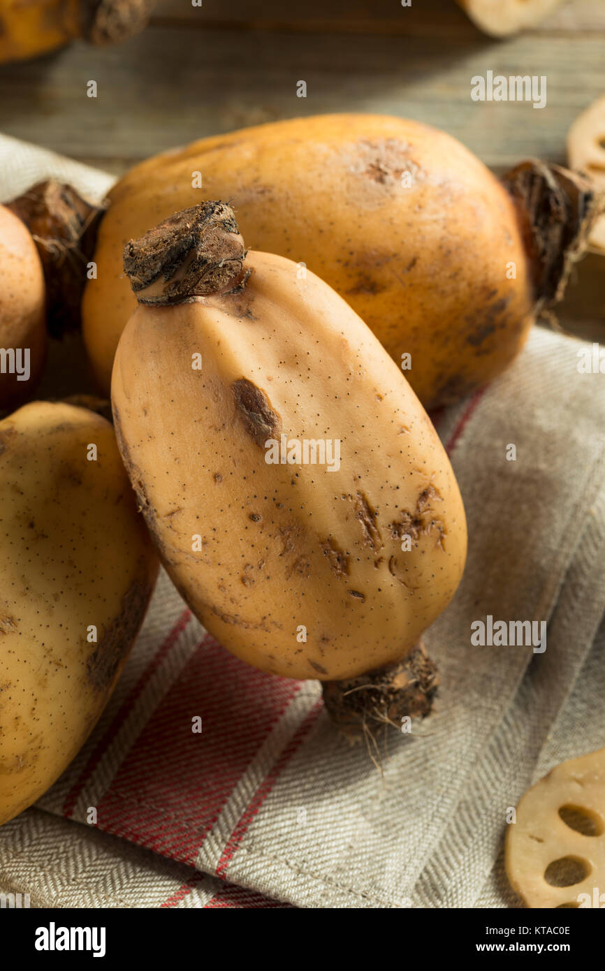 Raw Brown Organic Lotus Root Ready to Cook Stock Photo - Alamy