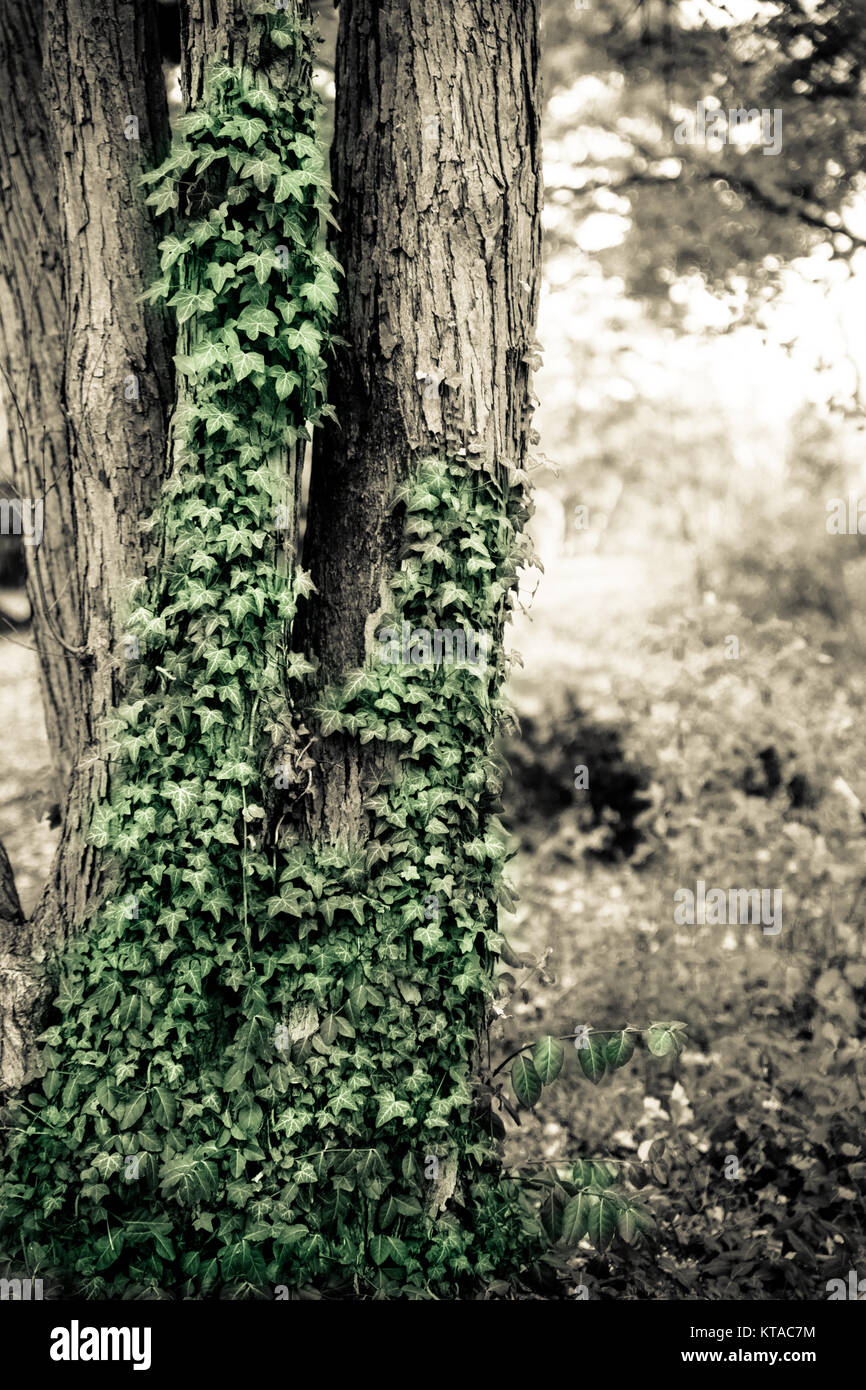 nature image of tree with creeping ivy Stock Photo - Alamy