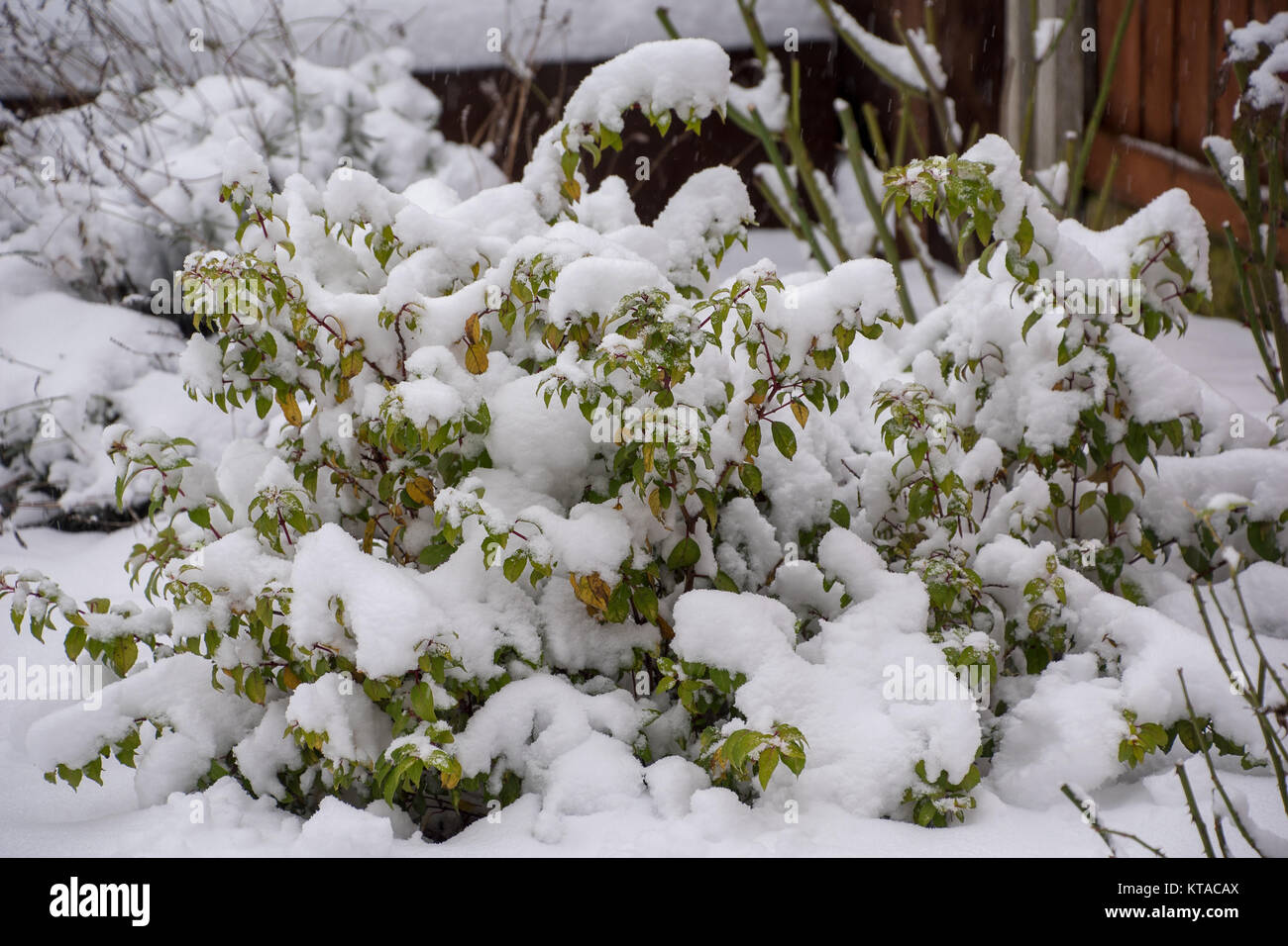 Plants covered with snow after a heavy fall Stock Photo - Alamy