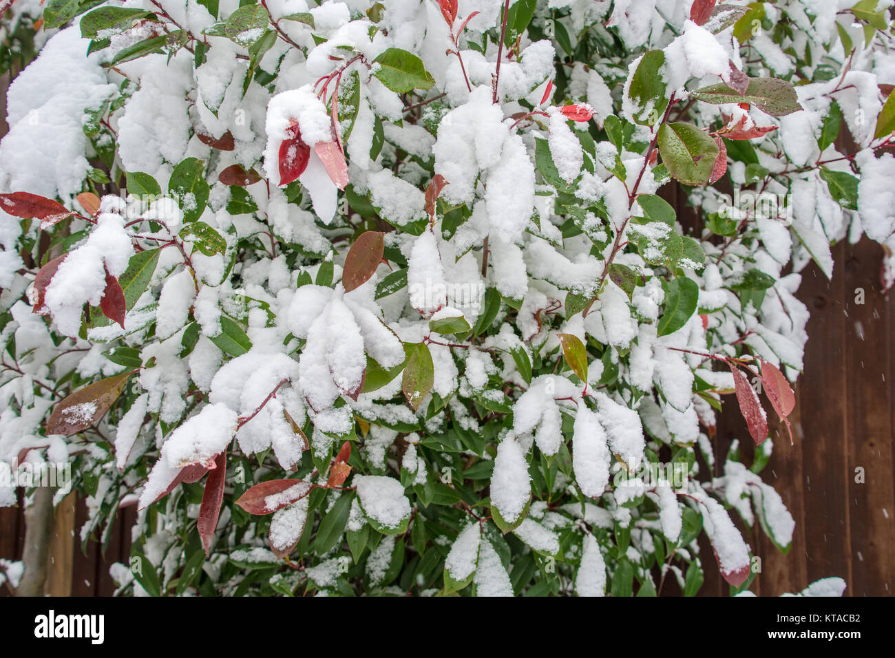Plants covered with snow after a heavy fall Stock Photo - Alamy