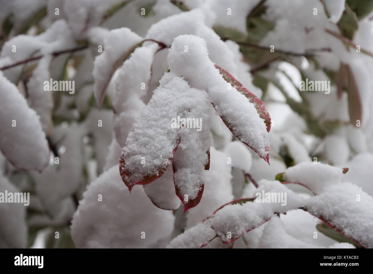 A heavy fall of snow hi-res stock photography and images - Alamy