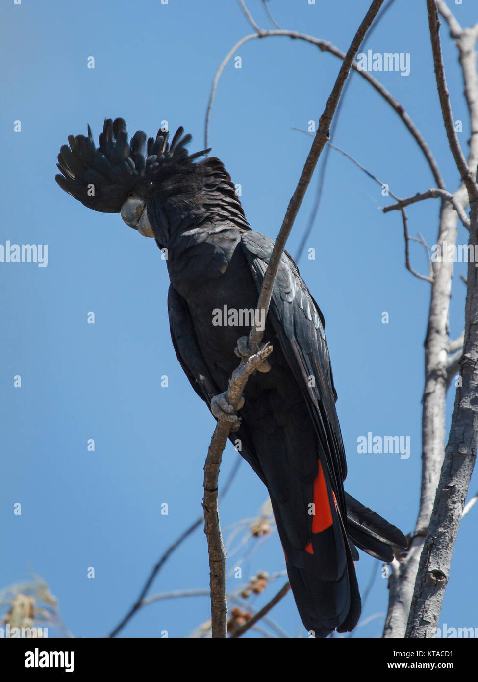 Red- Tailed Black Cockatoo Stock Photo - Alamy
