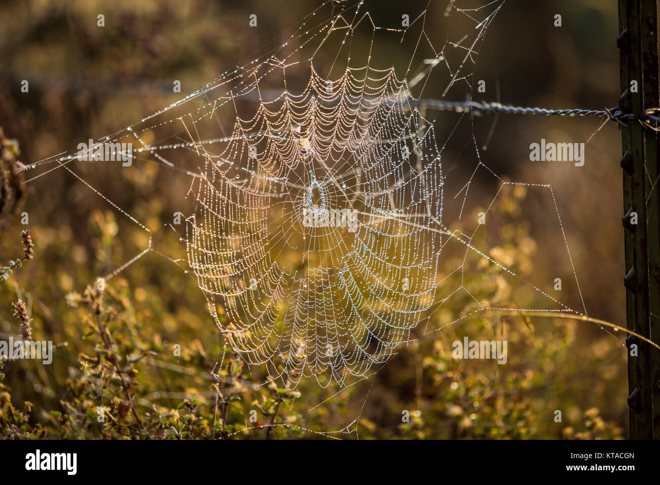 Spider web close up with a spider in front Stock Photo - Alamy