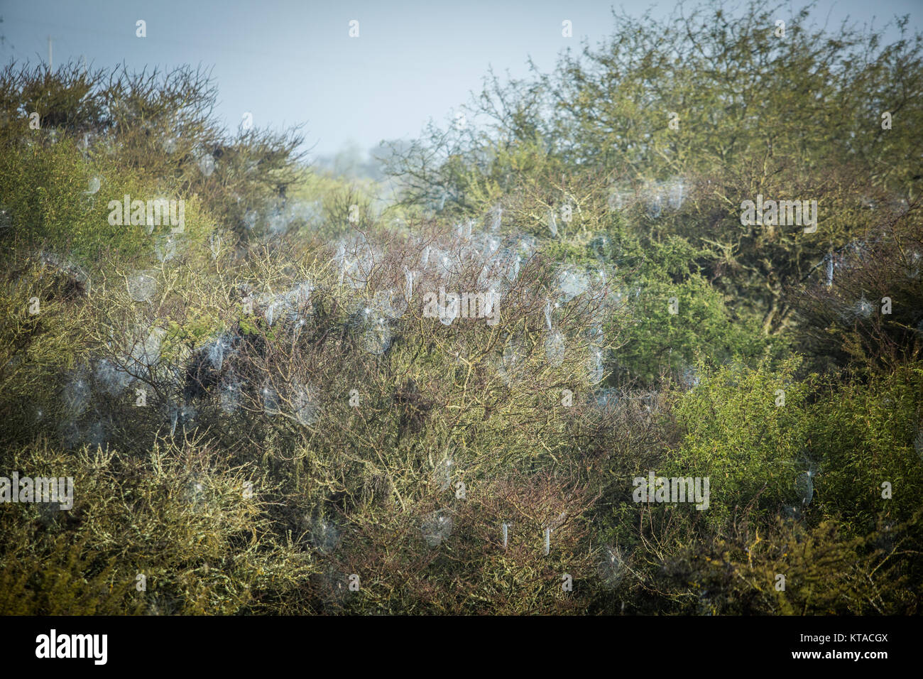 Mexico photo trap hi-res stock photography and images - Alamy