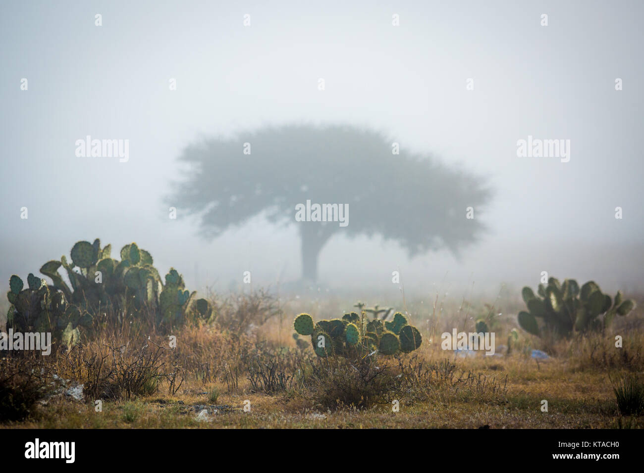 Mexican grass tree hi-res stock photography and images - Alamy