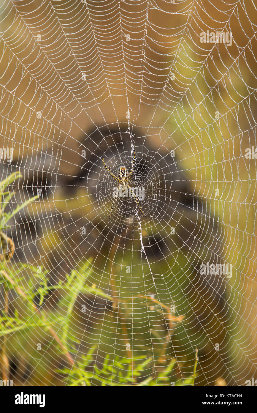 Spider web close up with a spider in front Stock Photo - Alamy