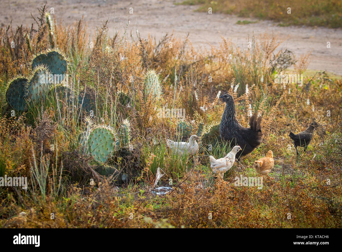 Mother han with chicken on the road Stock Photo - Alamy
