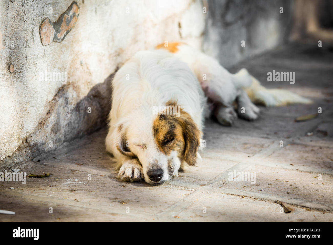 homeless dog on the street old and sleepy Stock Photo - Alamy