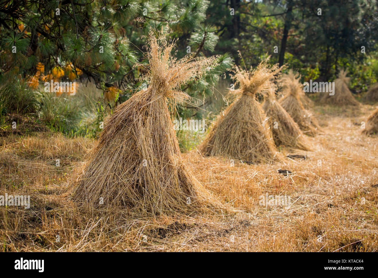 Stacks of hay on a sunny day heap cut Stock Photo - Alamy