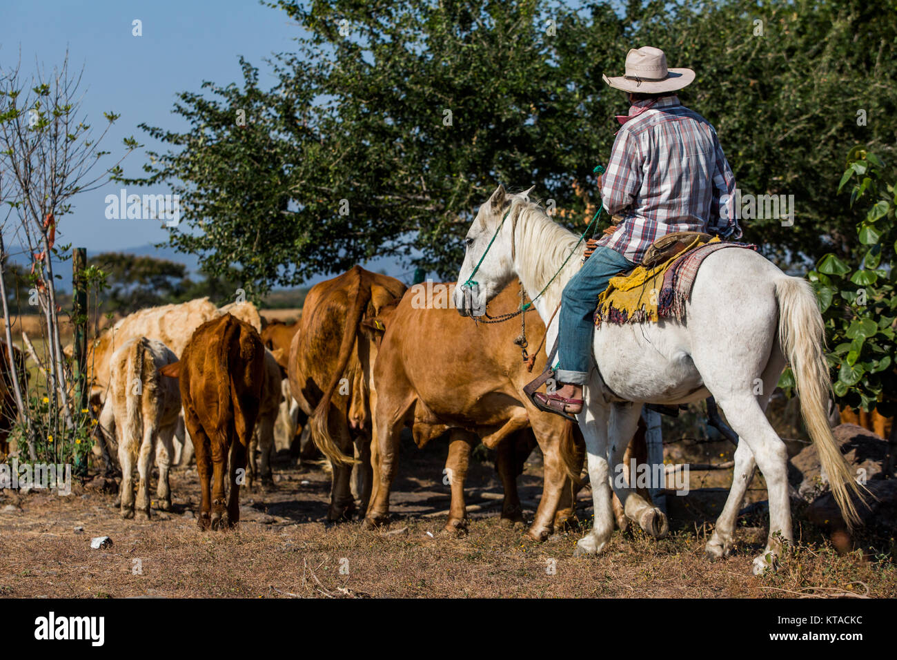 Cowboy with cattle on a horse at daylight Stock Photo - Alamy