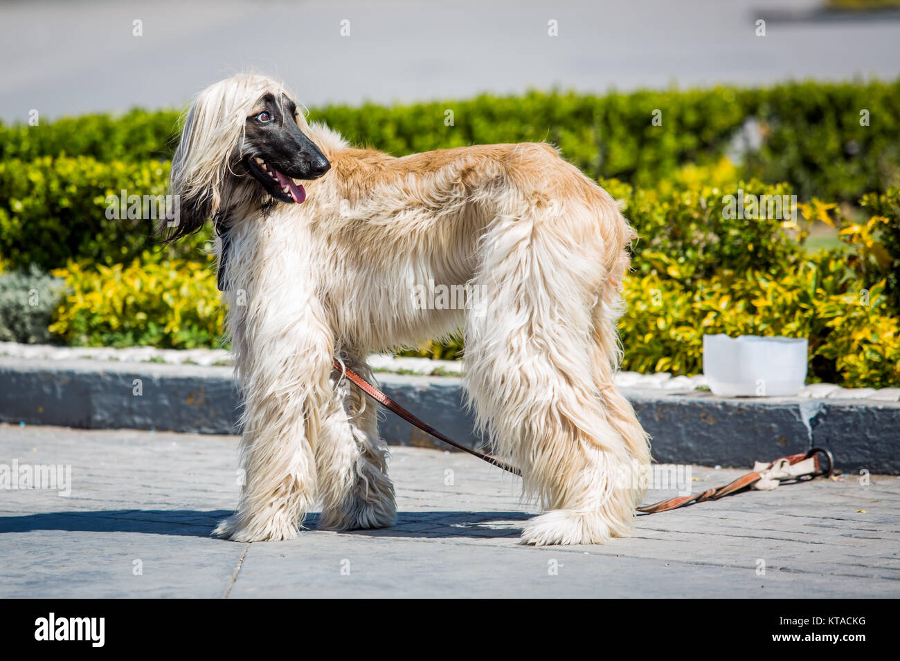 Afghan hound hair hi-res stock photography and images - Alamy