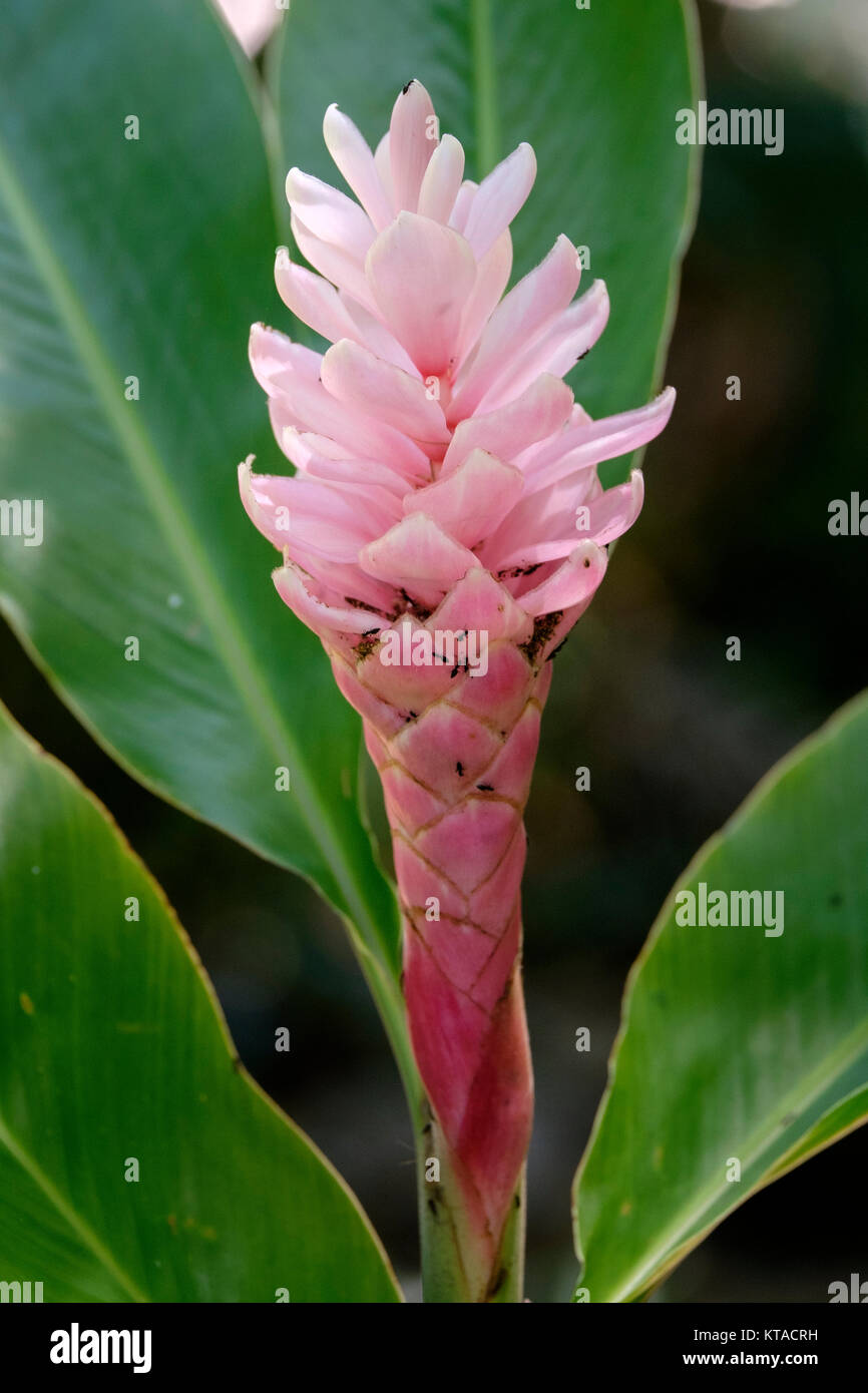 Pink Ginger - Queens Gardens, Townsville Stock Photo - Alamy